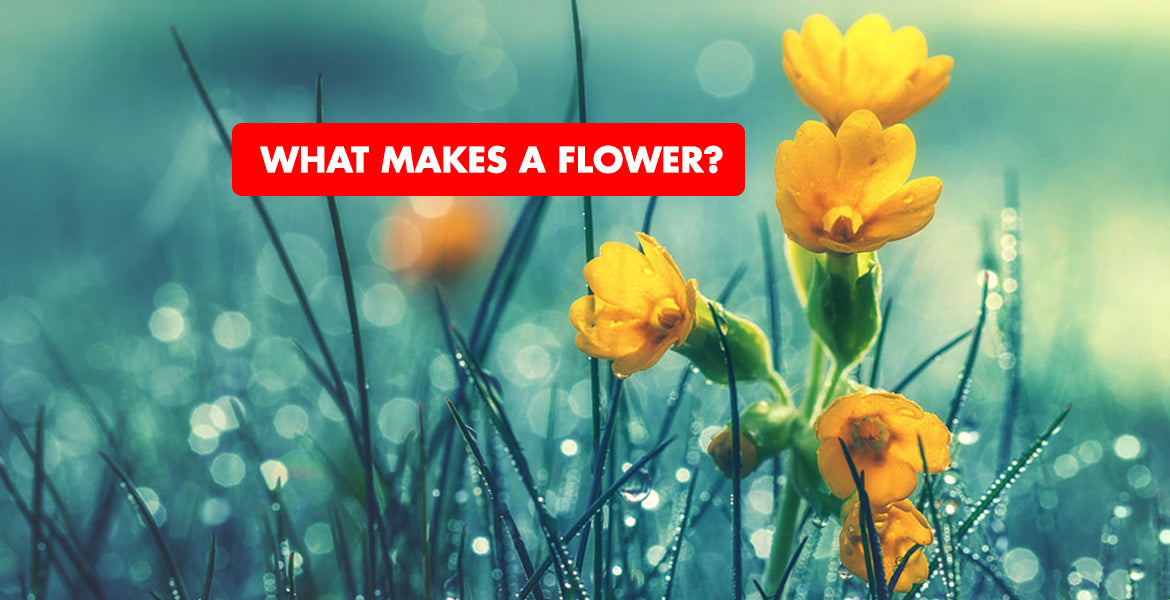 What makes a flower? The four key parts of flower anatomy. – Okido