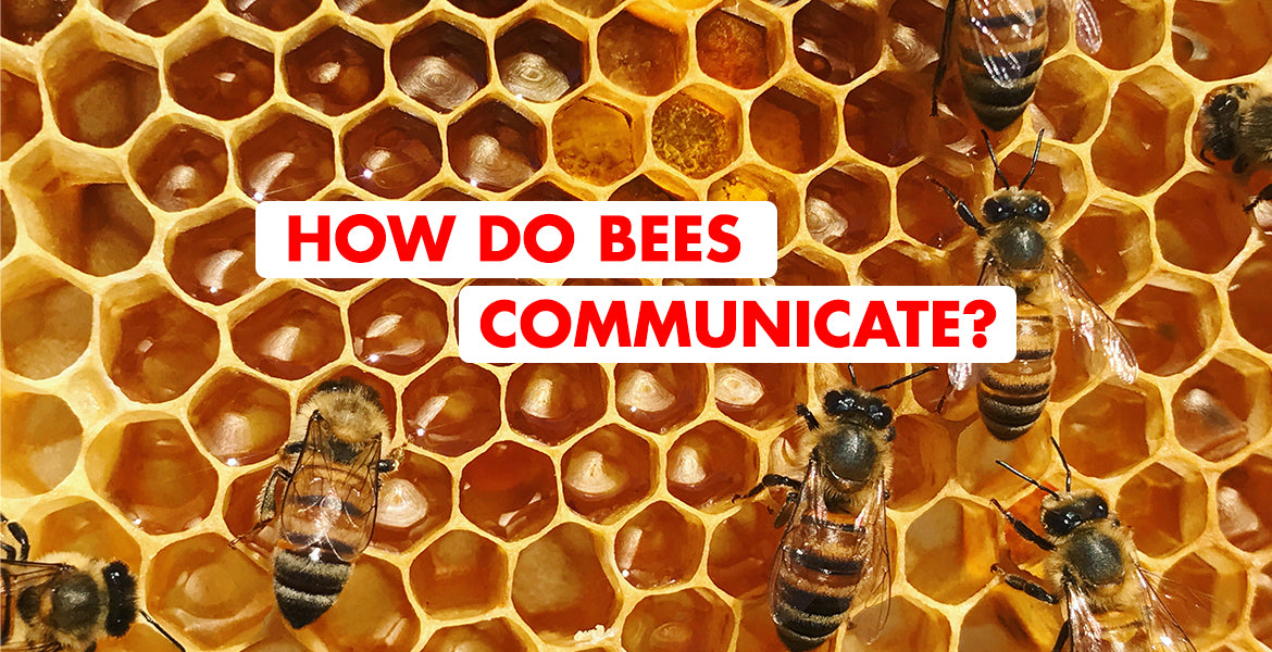 How do bees communicate? It's un-BEE-lievable! – Okido