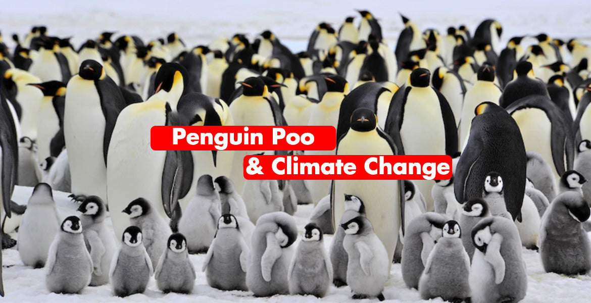 Can penguin poo tell the effects of climate change? – Okido